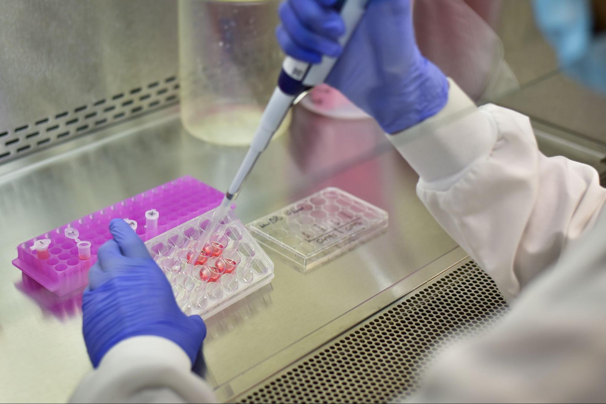 What Are Stem Cells?